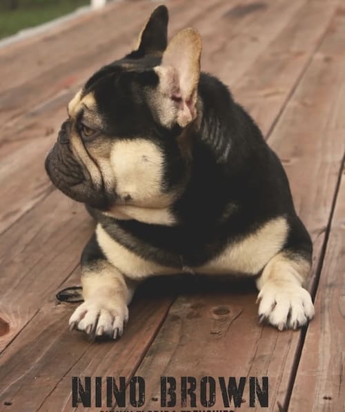 Black & White male Frenchie puppy reservation Designer Frenchies