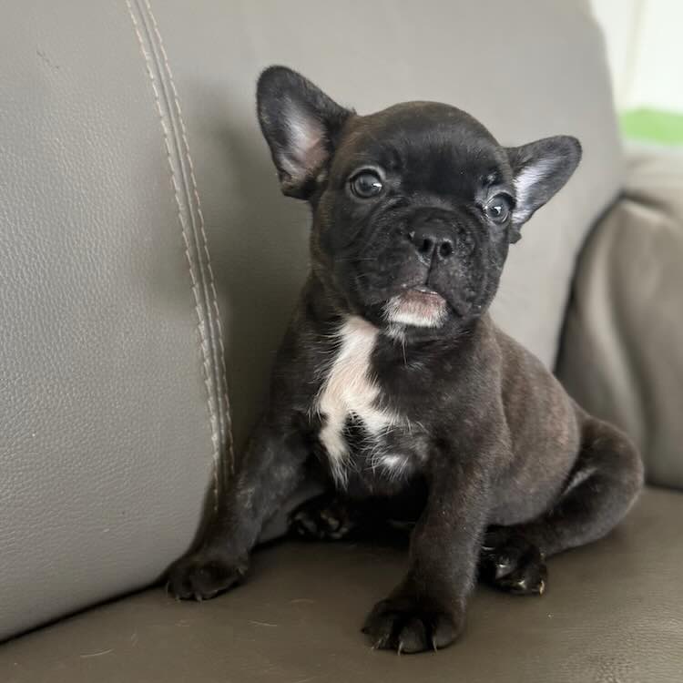 Black & White male Frenchie puppy reservation Designer Frenchies