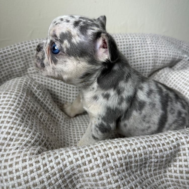 blue merle frenchie puppy male with blue eyes