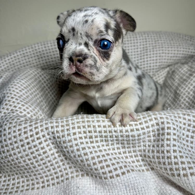 blue merle frenchie puppy male with blue eyes