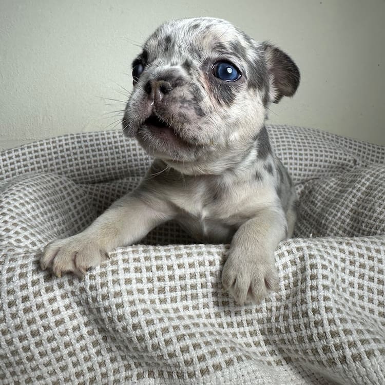 blue merle frenchie puppy male with blue eyes