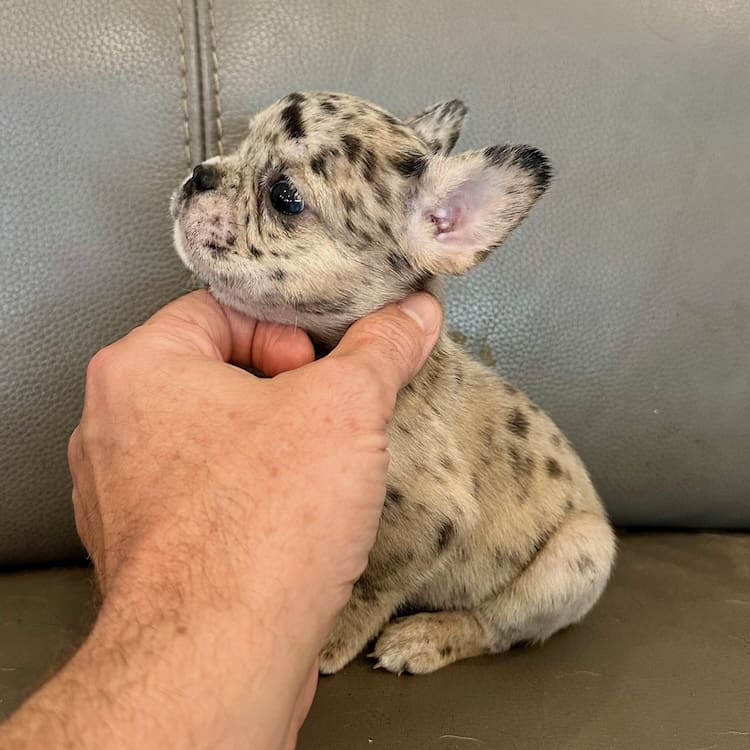 Cocoa Merle Frenchie Puppy Deposit Reservation