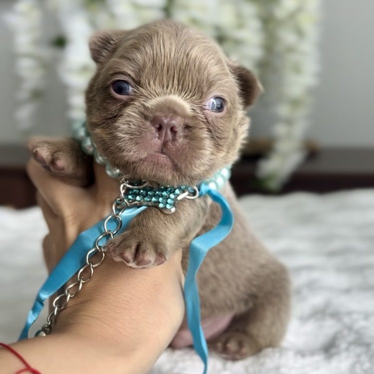 Isabella fluffy boy Frenchie Puppies Fluffy Isabella French bulldogs