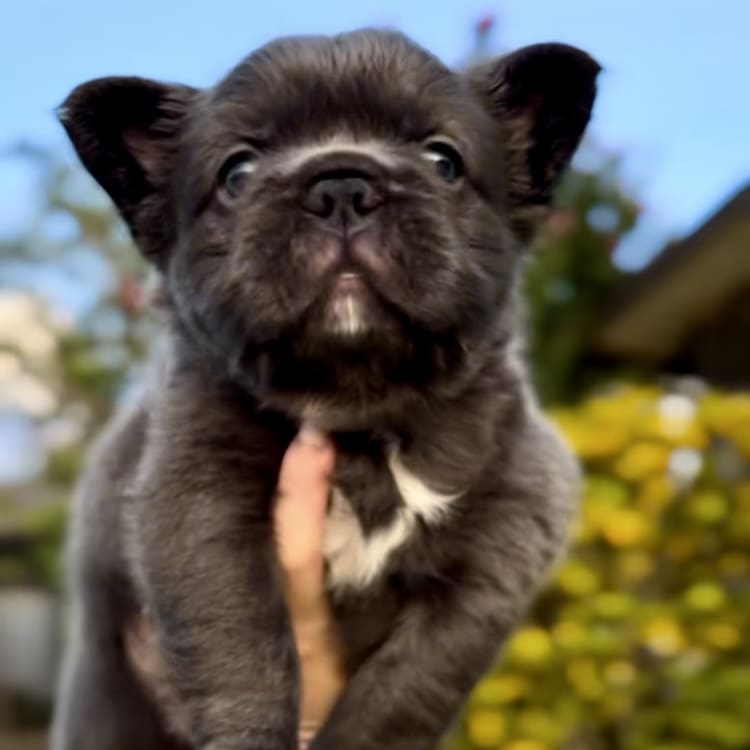 Blue fluffy boy Frenchie Puppies Fluffy blue French bulldogs