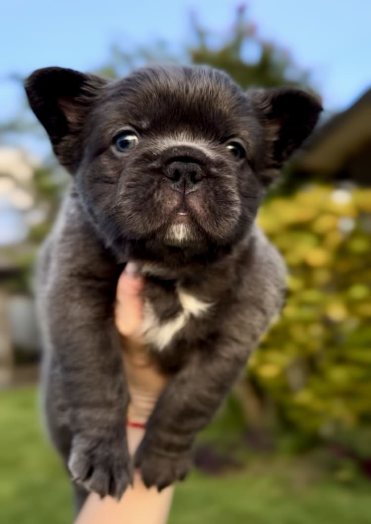 Fluffy Frenchies 101 - Designer French Bulldogs