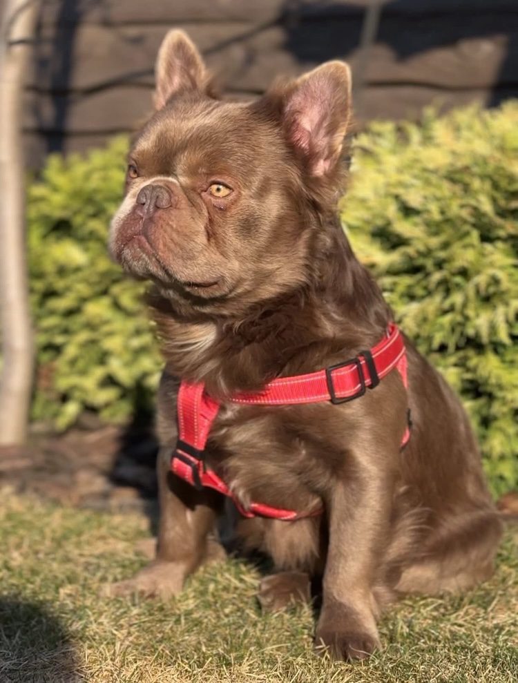 Isabella Fluffy Frenchie Puppies Fluffy Isabella French bulldogs