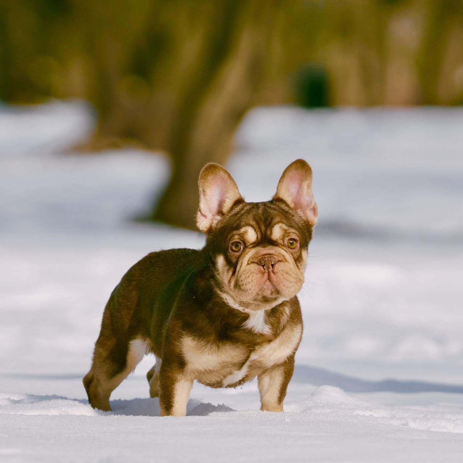 Rojo French Bulldog Stud Service | Frenchie Stud Service near me