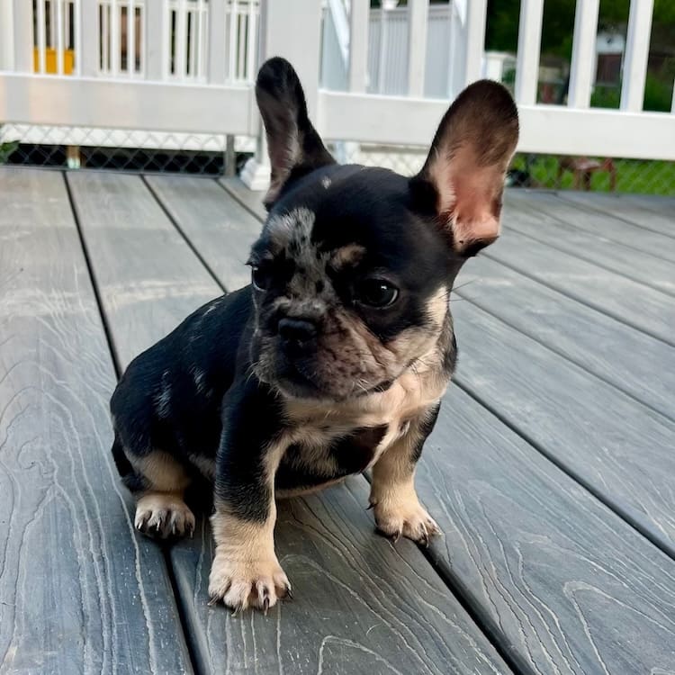 Black and Tan Merle French bulldog black and tan Merle Frenchie