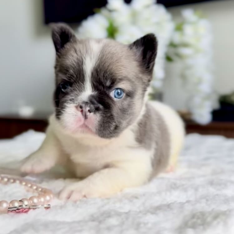 Blue fluffy Frenchie Puppies Fluffy blue French bulldogs