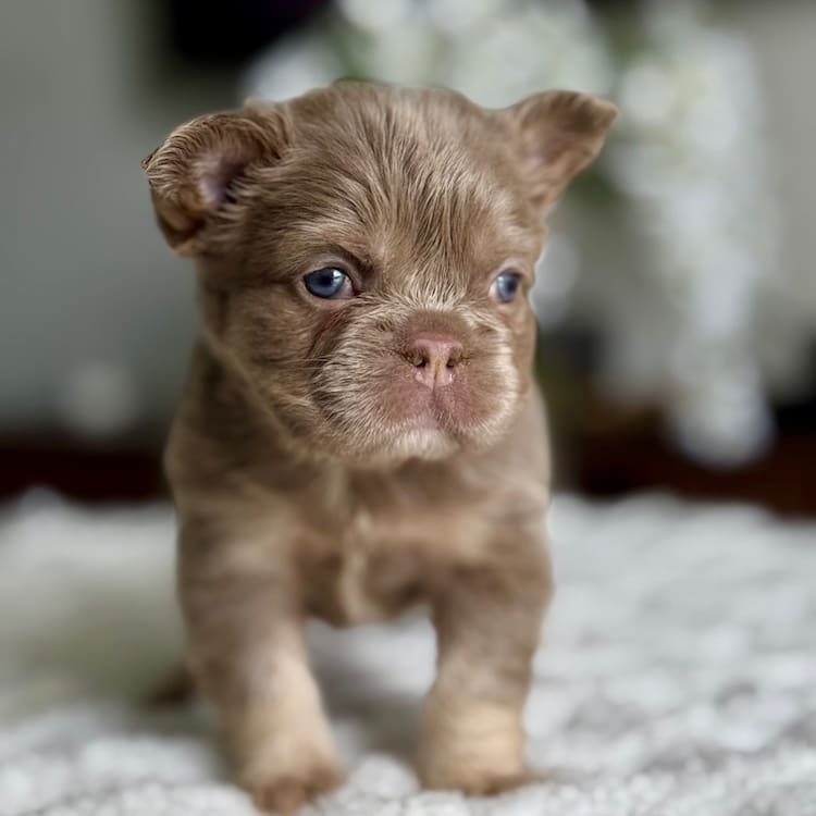 Isabella Fluffy Frenchie Puppies Fluffy Isabella French bulldogs