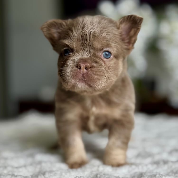 Isabella Fluffy Frenchie Puppies Fluffy Isabella French bulldogs