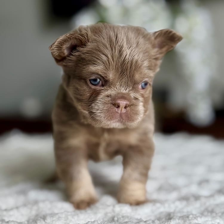 Isabella Fluffy Frenchie Puppies Fluffy Isabella French bulldogs