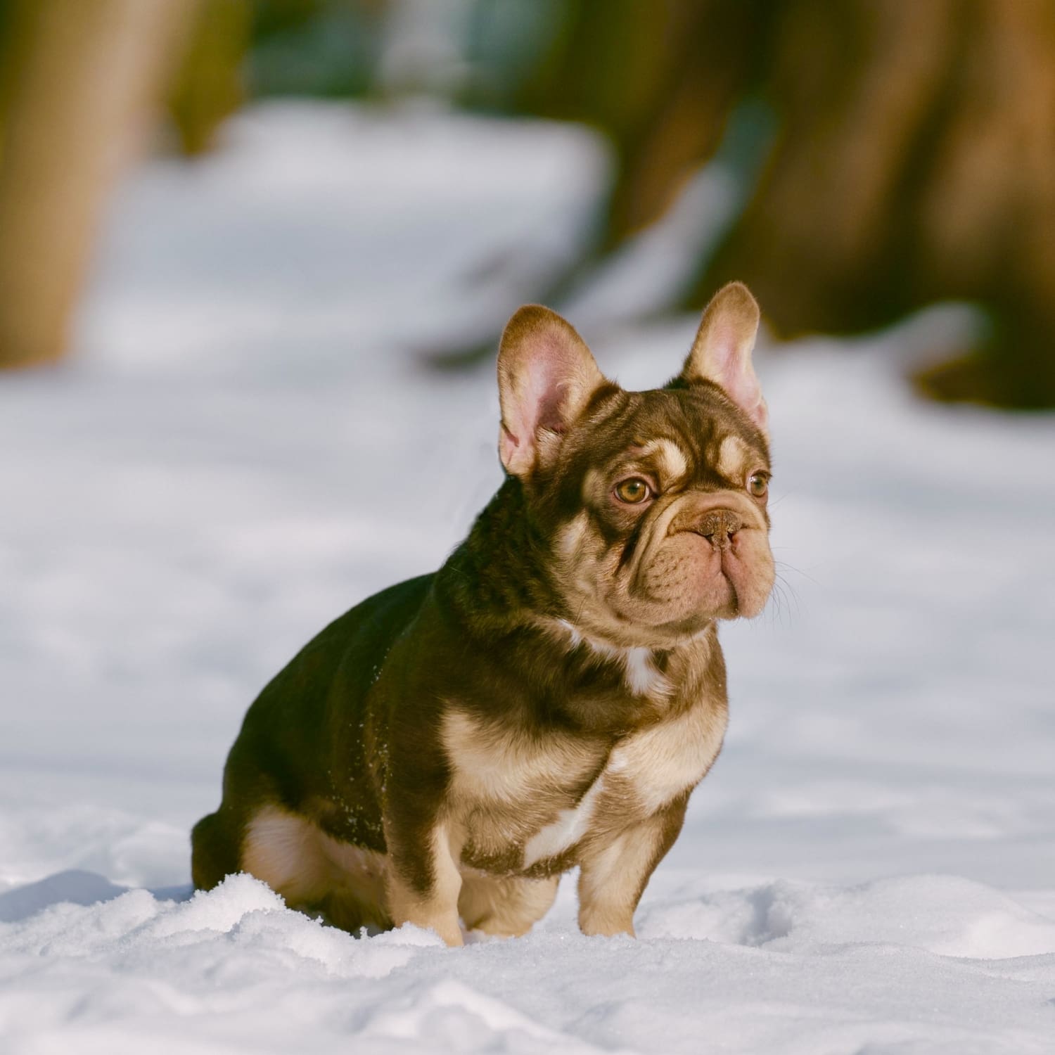 Rojo French Bulldog Stud Service | Frenchie Stud Service near me
