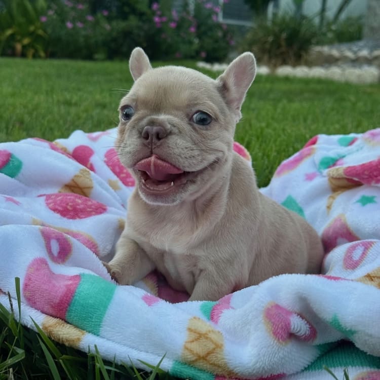 Newshade Isabella merle Frenchie puppies for sale french bulldog