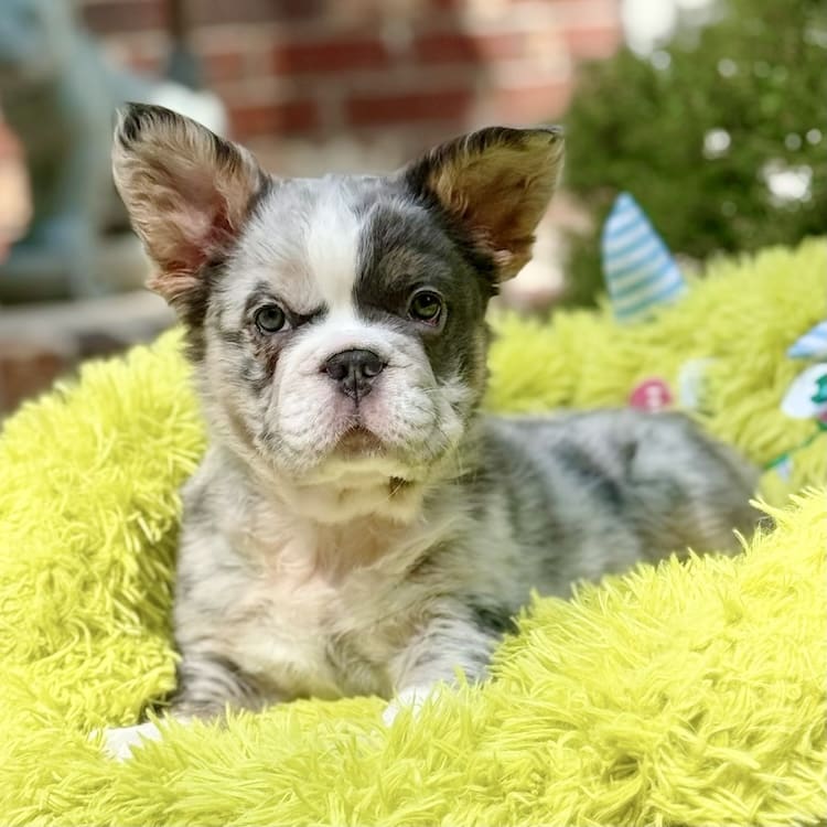 Blue fluffy Frenchie Puppies Fluffy blue French bulldogs