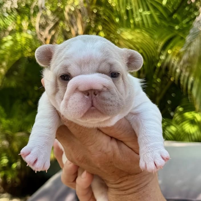 Rojo French Bulldog Stud Service | Frenchie Stud Service near me