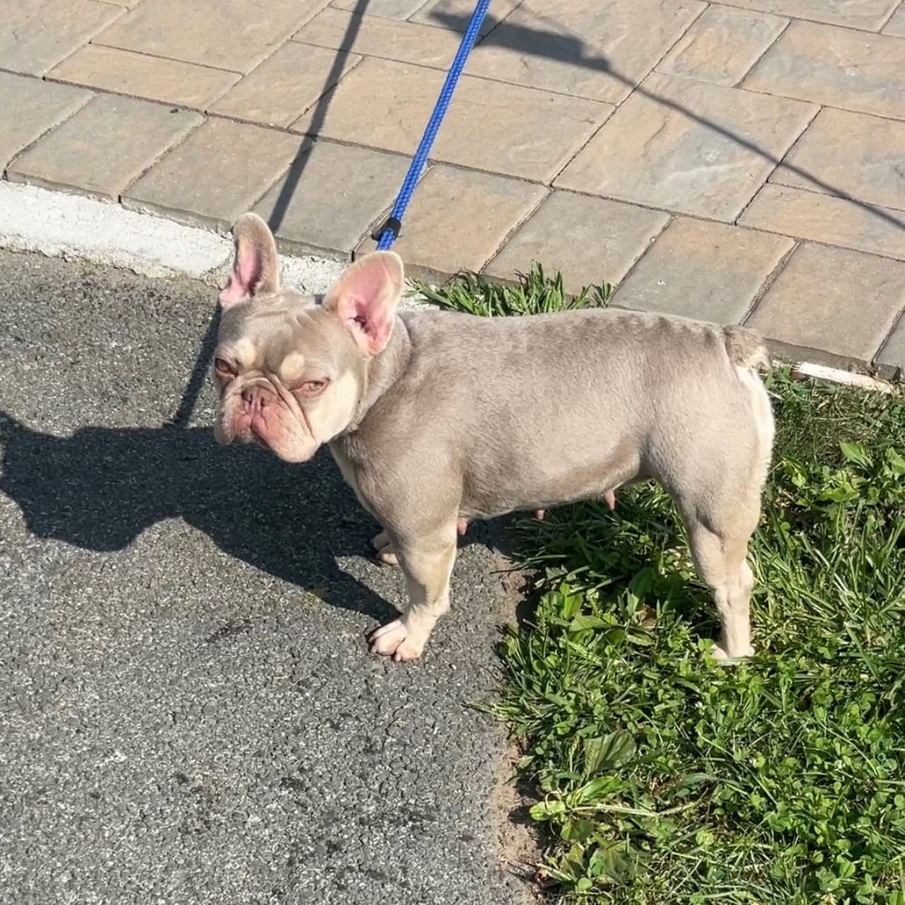 New Shade Isabella Tan Merel French bulldog puppies for sale