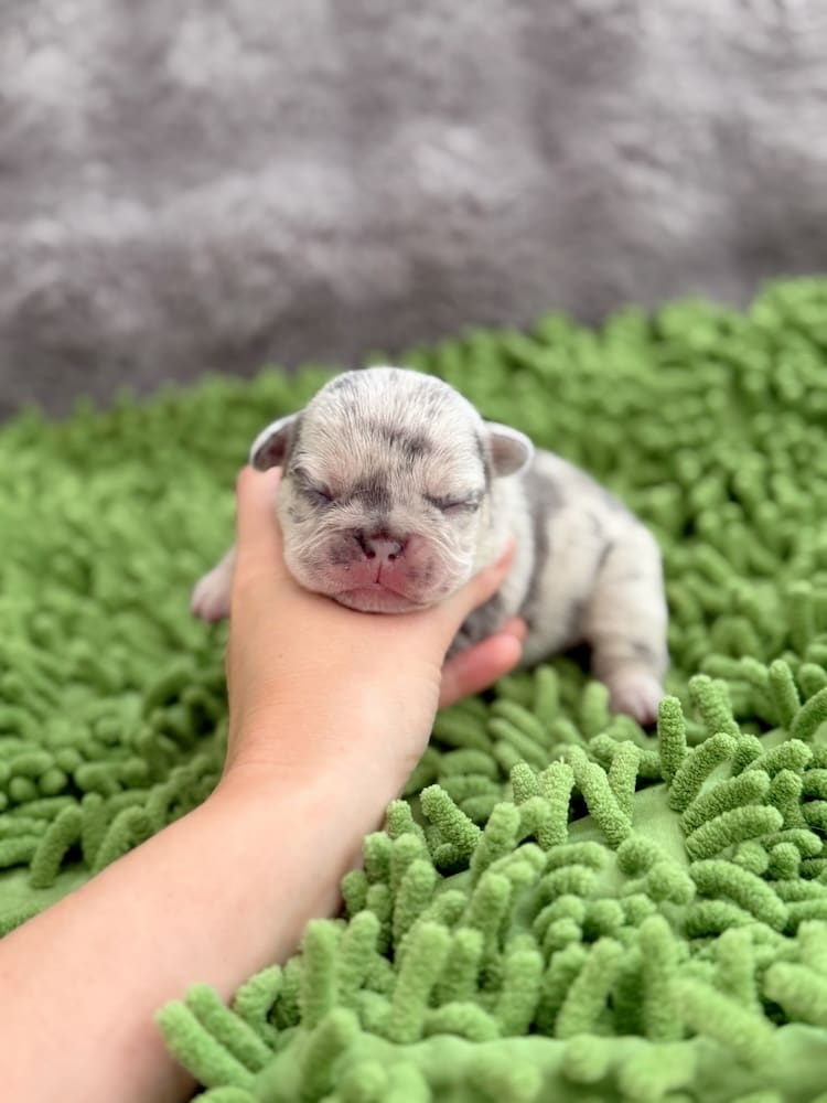 Lilac Merle Frenchie Puppy | Lilac Merle French Bulldogs for sale