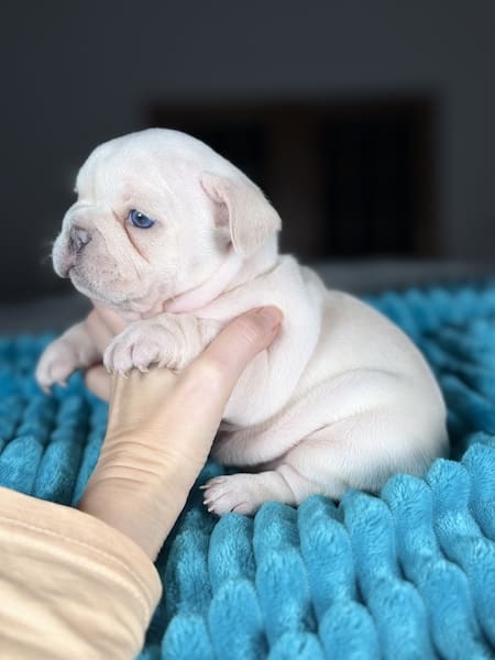 Platinum Frenchie puppy for sale | Cream Frenchie puppies sale