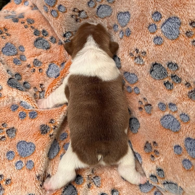 Rojo Pied French bulldog puppies for sale | male Frenchie puppy