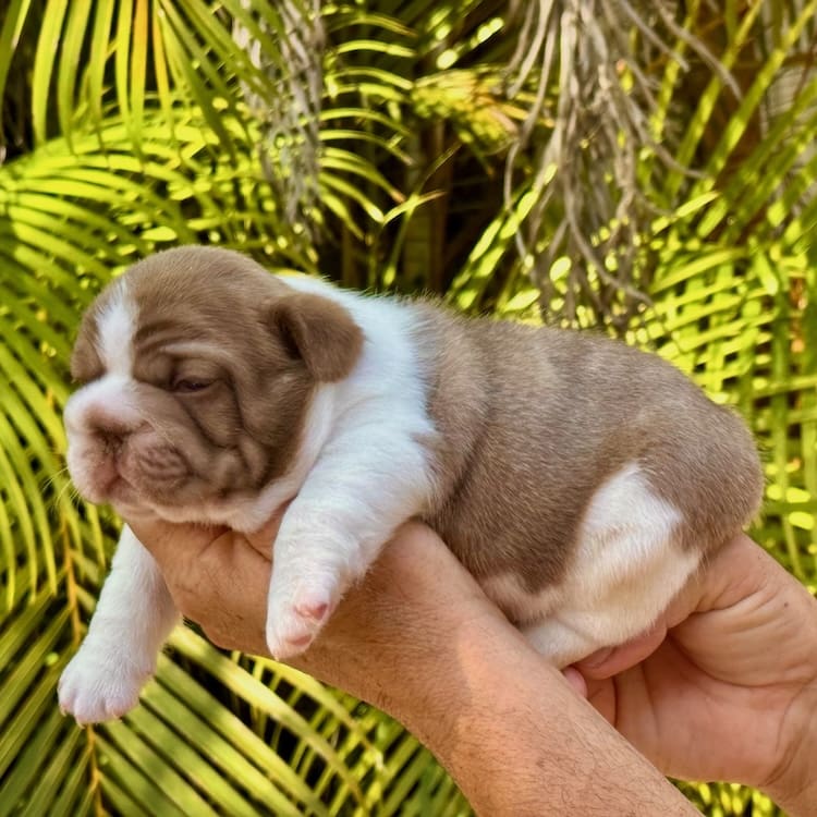 Rojo Pied French bulldog puppies for sale | male Frenchie puppy