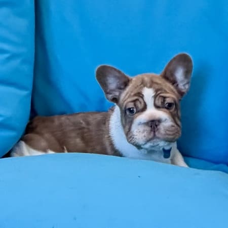 Big Rope Frenchie Stud Breeding – 2025-11-18 - Designer French Bulldogs