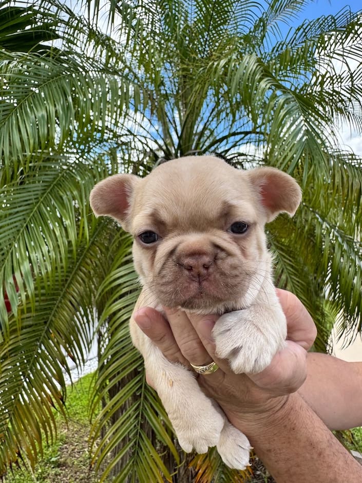 Newshade Isabella French bulldog puppy | Fawn Frenchie puppies