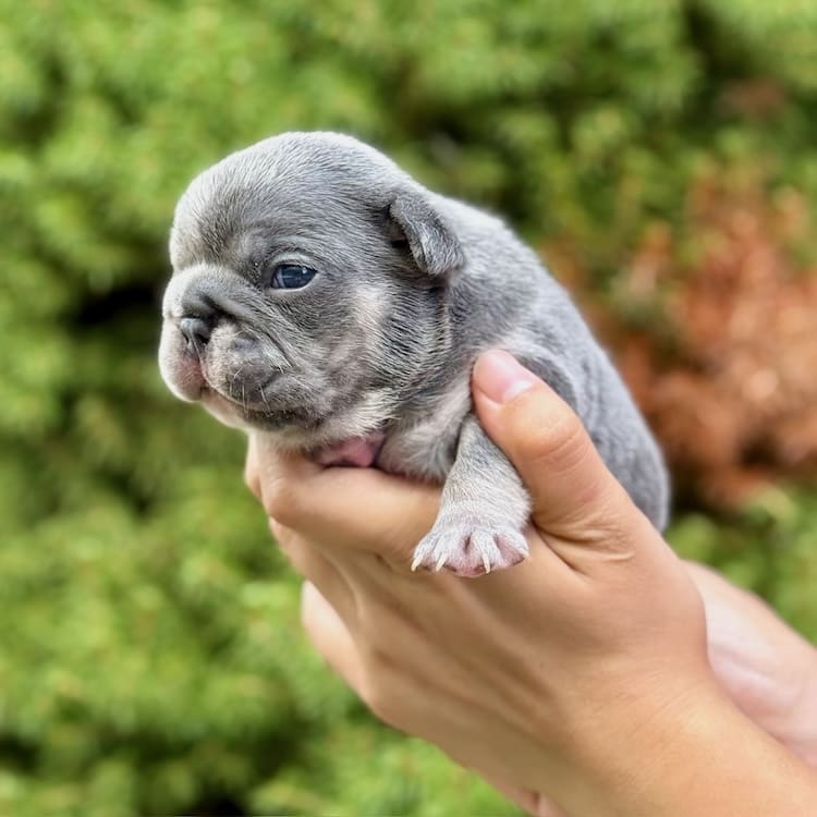 Travel Packing List for Blue Frenchie Puppies | Designer French Bulldogs