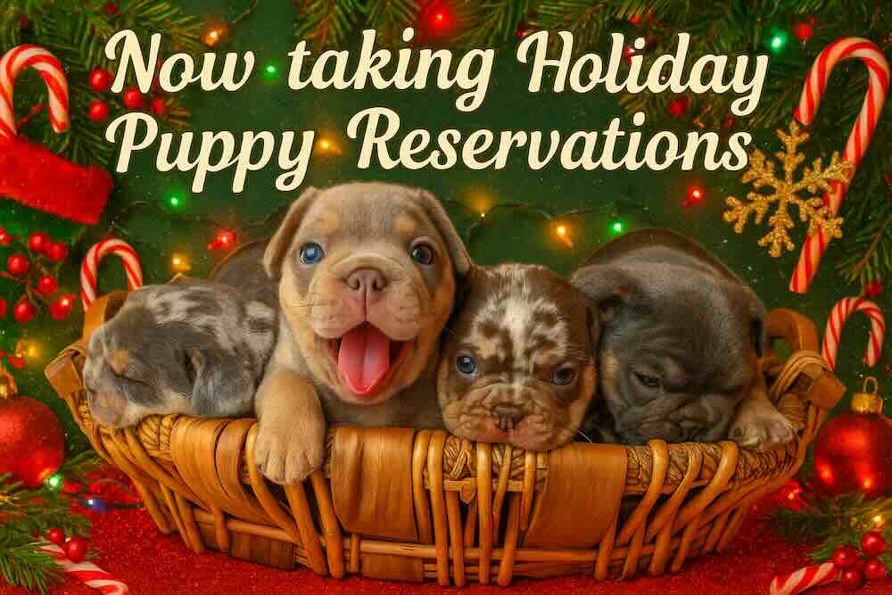 Frenchie Puppy Holiday Deposit Reservation for French Bulldog