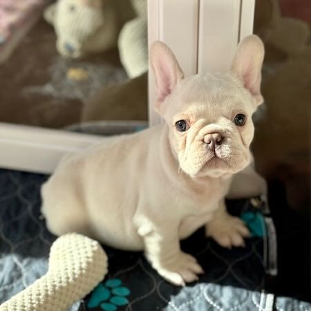 Platinum Frenchie puppy for sale | Cream Frenchie puppies sale