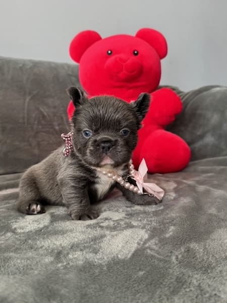 Fluffy Blue Frenchie puppy for sale | Fluffy Frenchie puppies sale