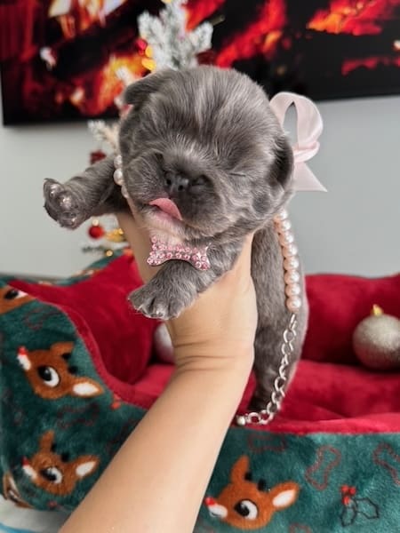Fluffy Blue Frenchie puppy for sale | Fluffy Frenchie puppies sale