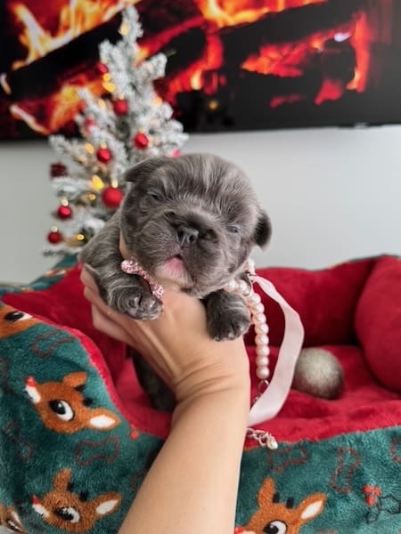 Fluffy Blue Frenchie puppy for sale | Fluffy Frenchie puppies sale