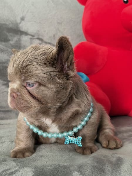 Fluffy Blue tan Frenchie puppy for sale | Fluffy Frenchie puppies