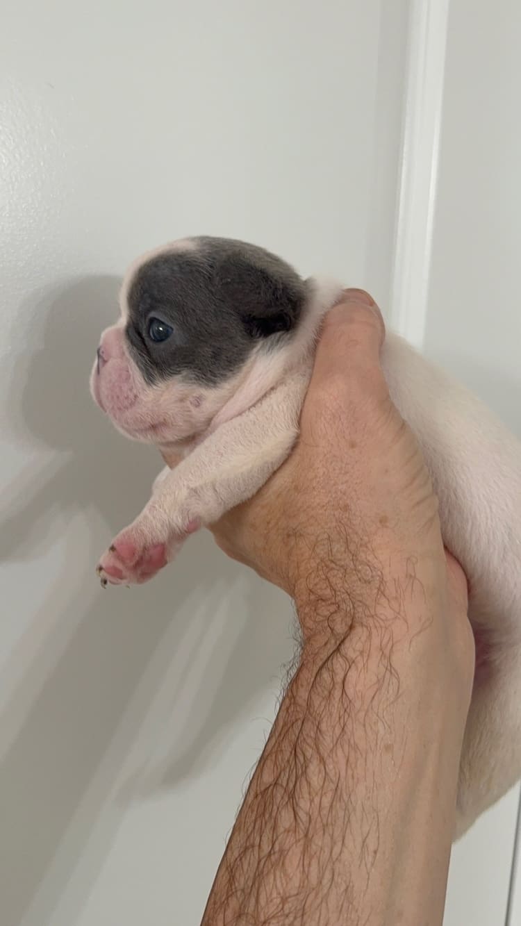 blue pied male Frenchie puppy for sale | pied blue Frenchie puppy