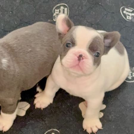blue pied male Frenchie puppy for sale | pied blue Frenchie puppy