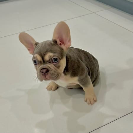 blue pied male Frenchie puppy for sale | pied blue Frenchie puppy