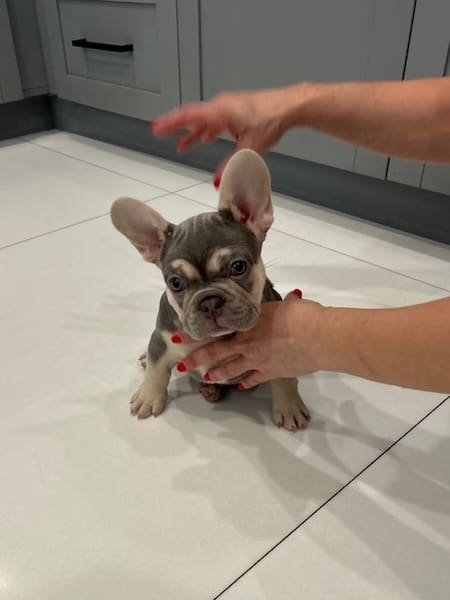 blue pied male Frenchie puppy for sale | pied blue Frenchie puppy
