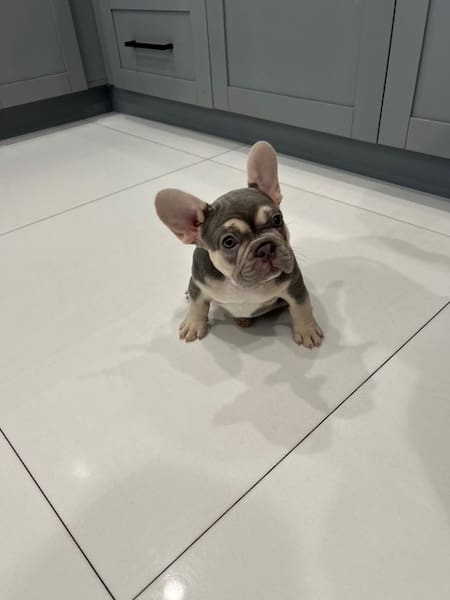 blue pied male Frenchie puppy for sale | pied blue Frenchie puppy